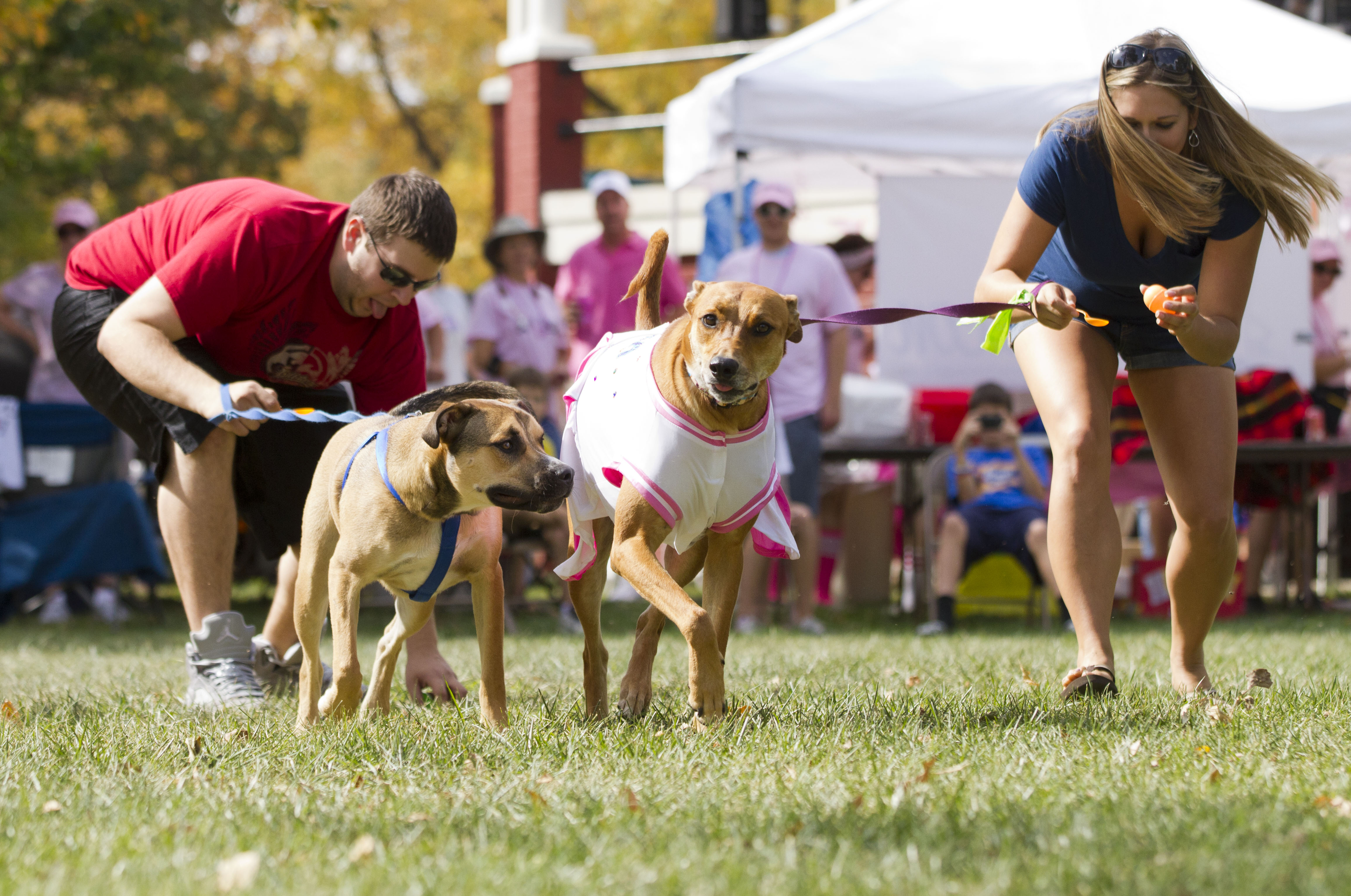 Photo gallery: Dogtoberfest | News, Sports, Jobs - Lawrence Journal ...
